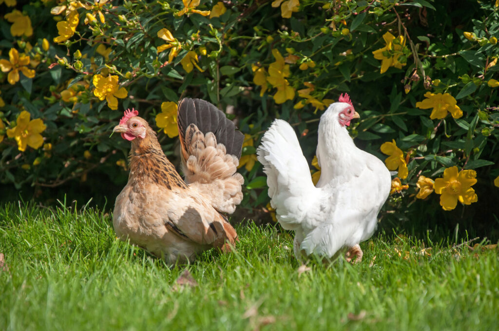 Serama Chickens: Good Things In Small Packages - Backyard Poultry